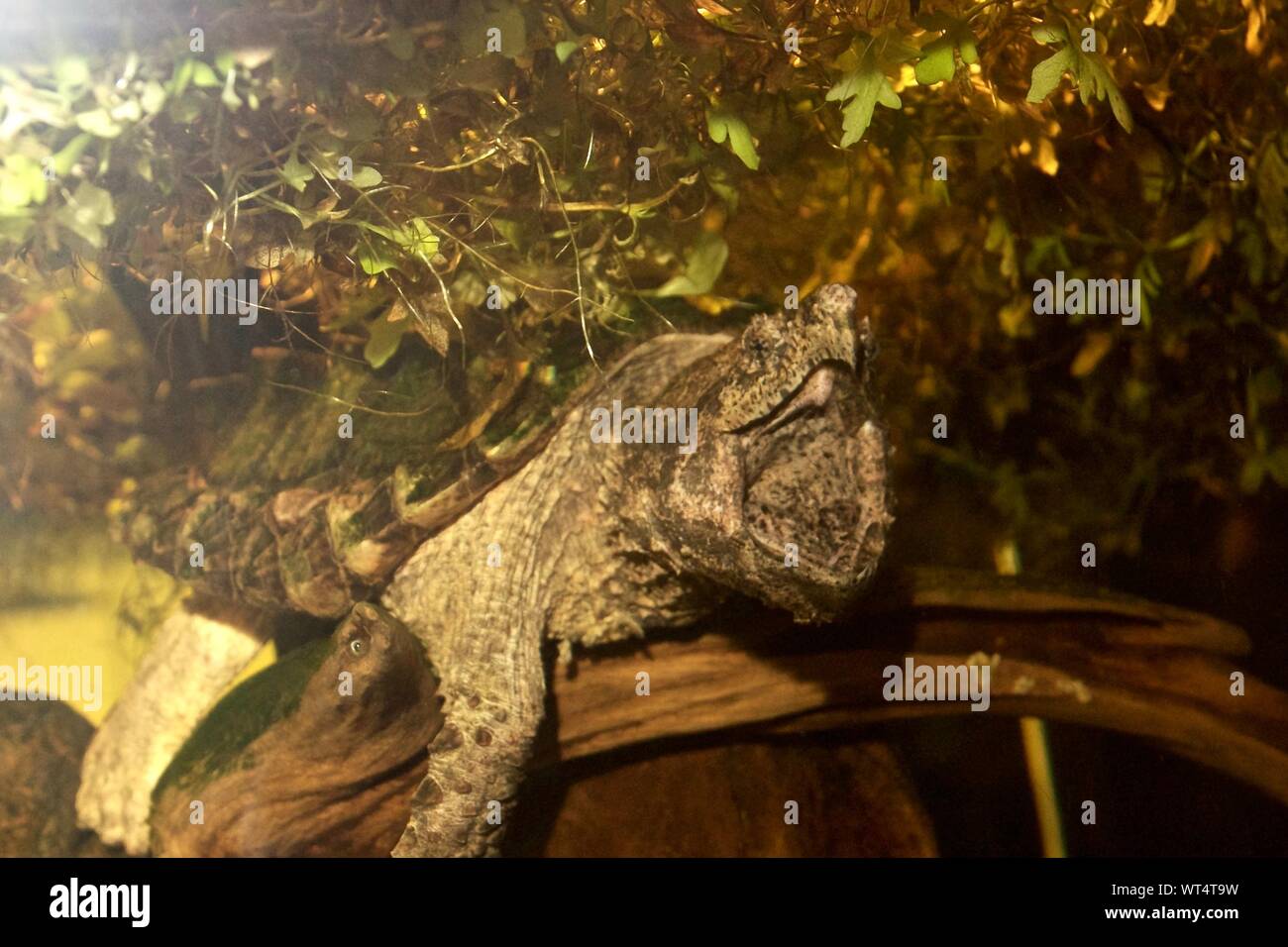 Snapping turtle close hi-res stock photography and images - Alamy