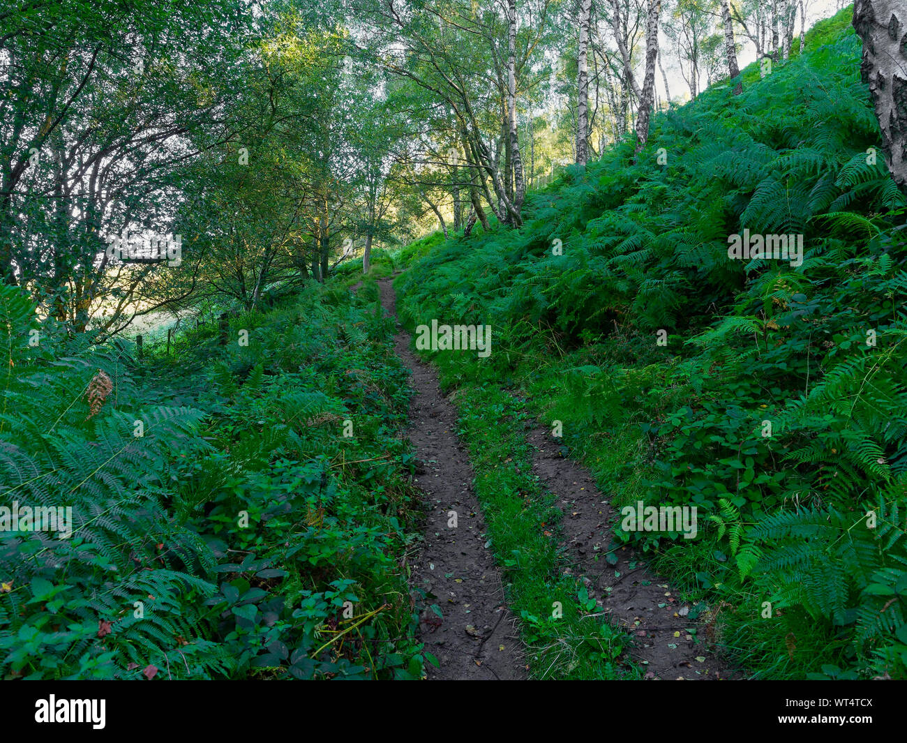 Woodland on steep hillside slope hi-res stock photography and images ...