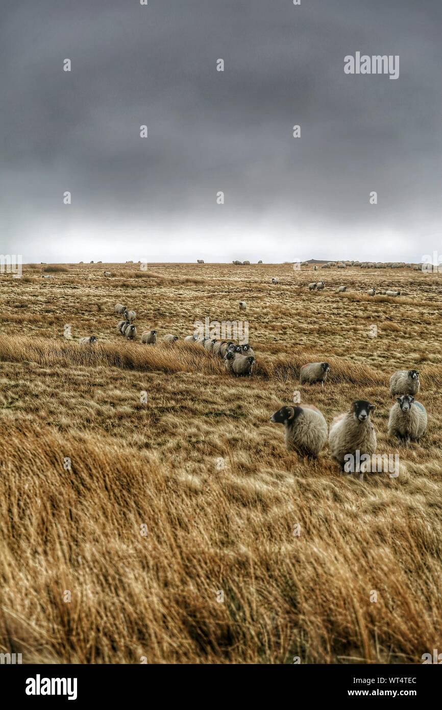 Group of rams hi-res stock photography and images - Alamy
