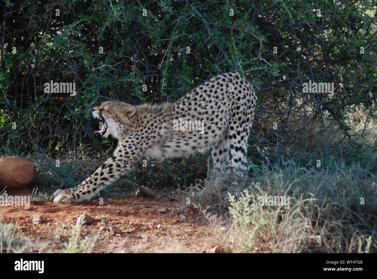 Cheetah Stretching High Resolution Stock Photography and Images - Alamy