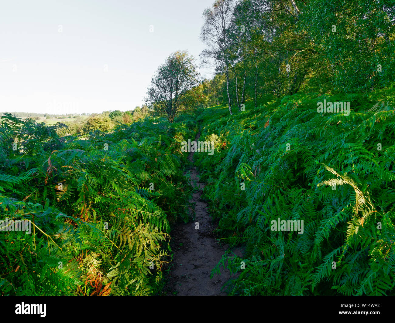 A narrow, dark hillside path below Birchen Edge in the Derbyshire Peak ...