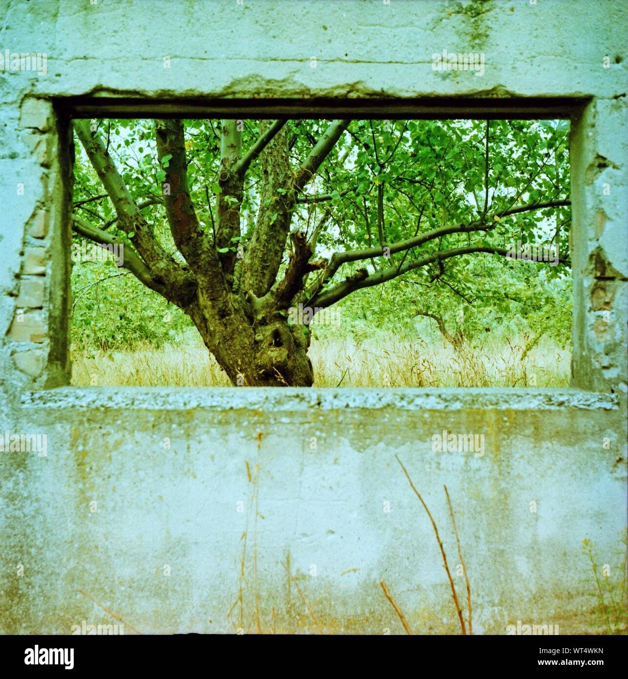 View Of Tree Through Rectangular Hole On Wall Stock Photo - Alamy