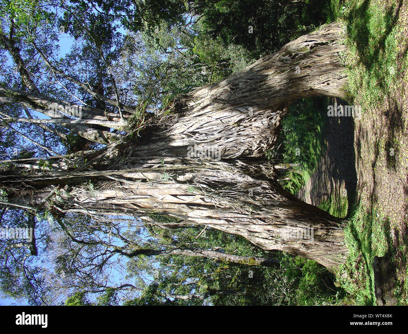 Tree arch hi-res stock photography and images - Alamy
