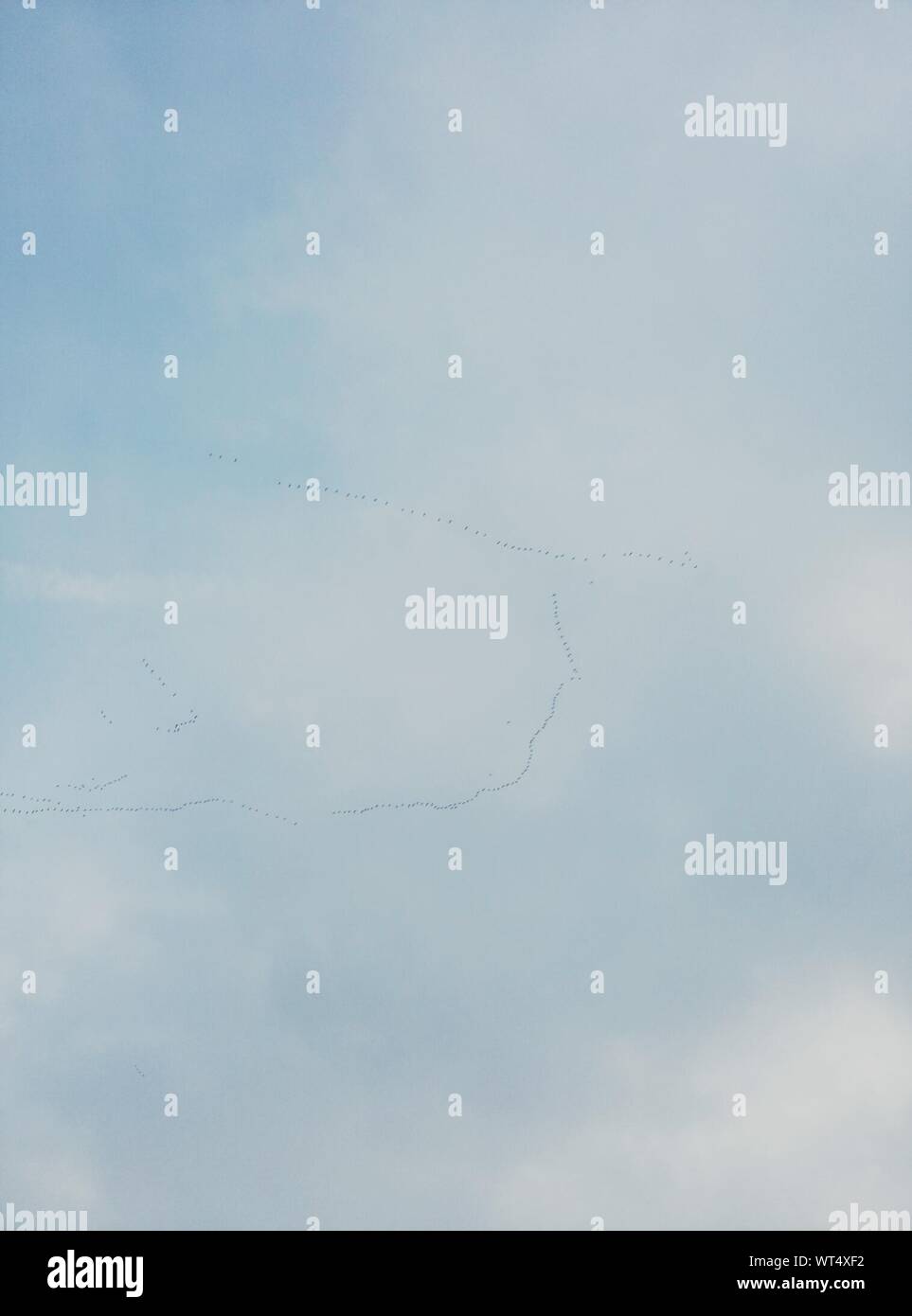 Flying birds in a row hi-res stock photography and images - Alamy