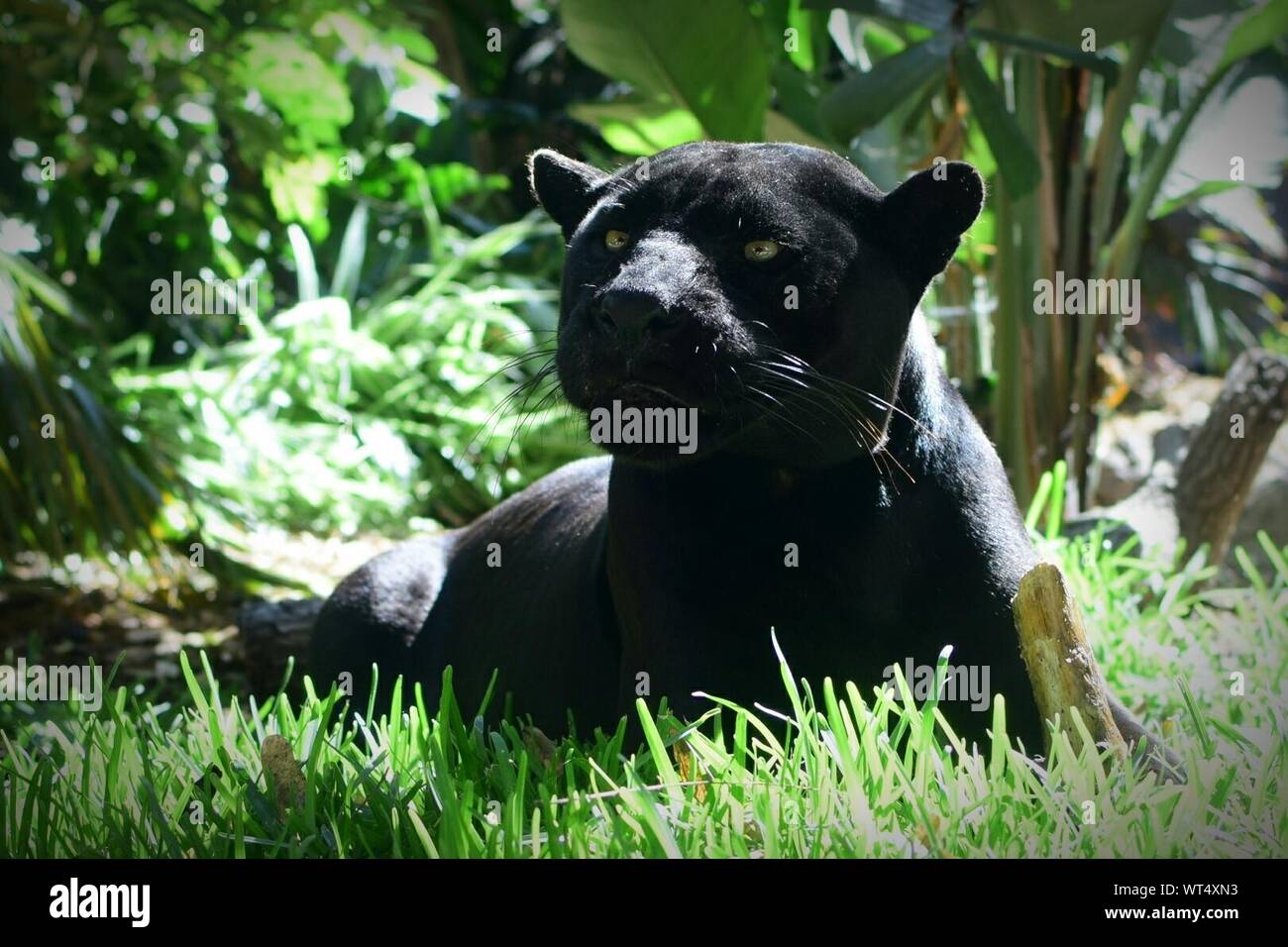 Black panther tree hi-res stock photography and images - Alamy