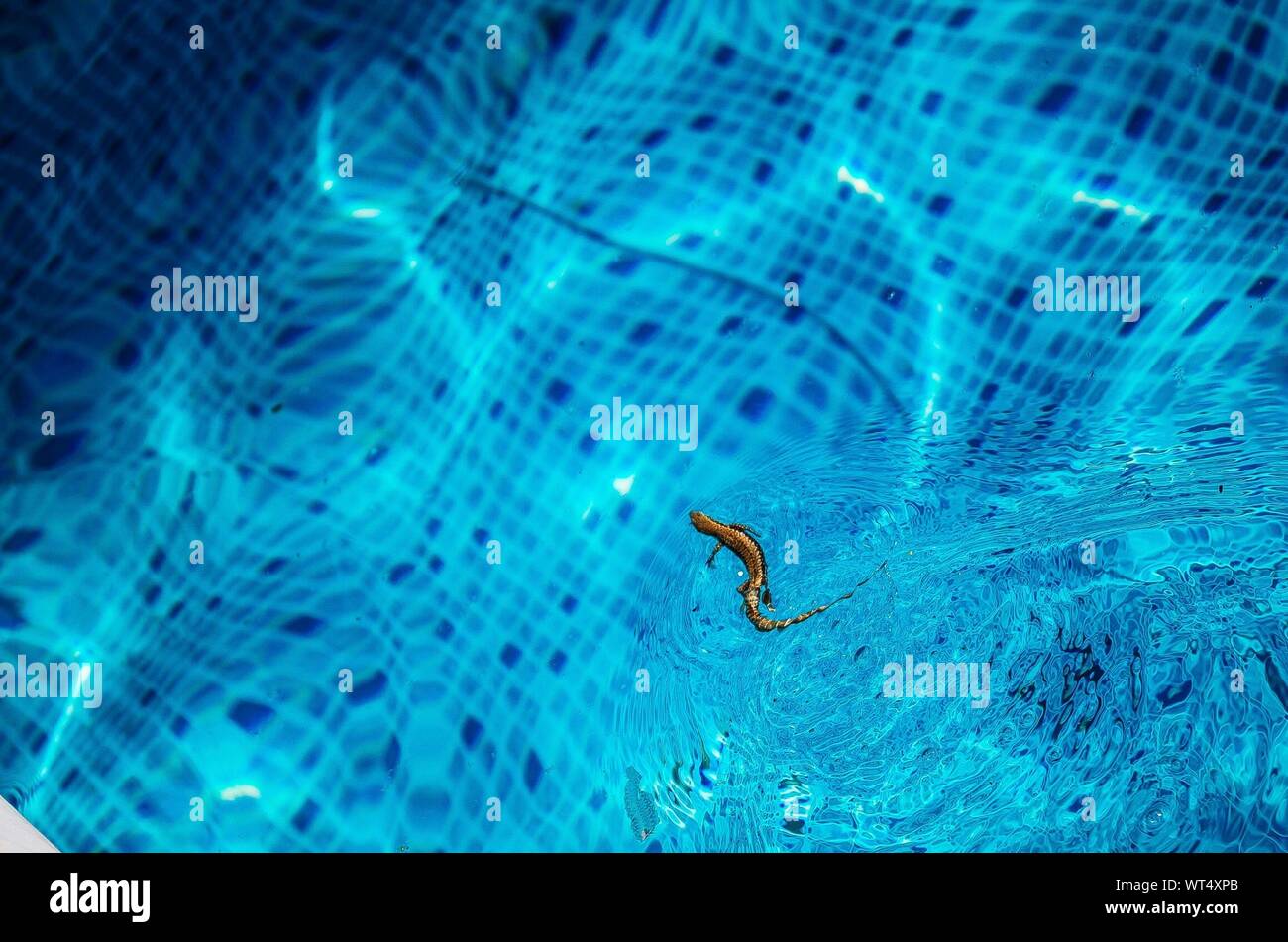 Lizard In The Swimming Pool High Resolution Stock Photography and ...
