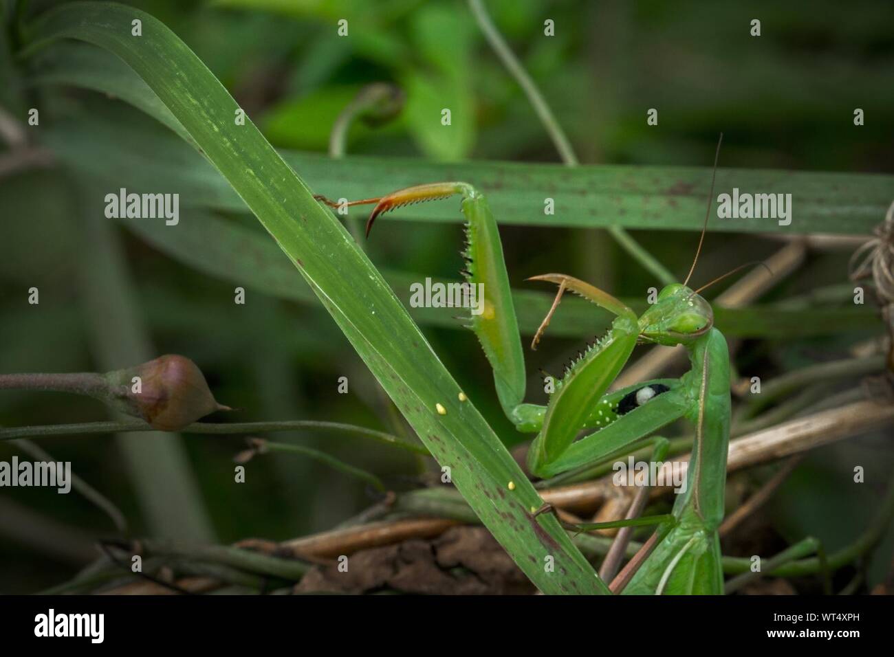 Grass mantis hi-res stock photography and images - Alamy