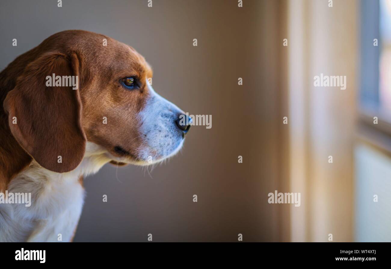 Side View Beagle Head High Resolution Stock Photography and Images - Alamy