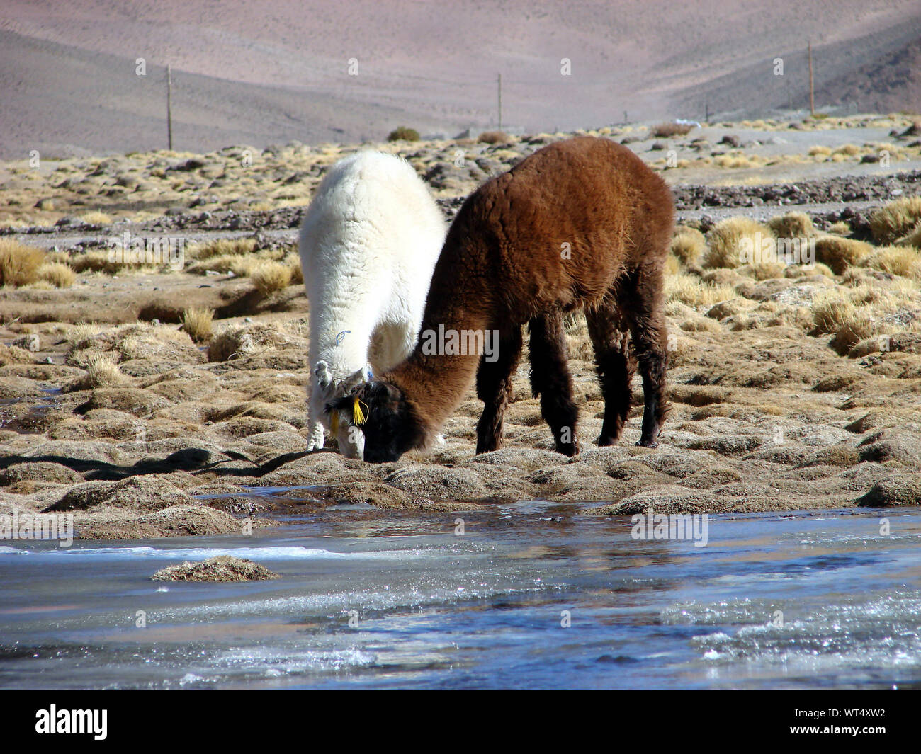 Llamas nature hi-res stock photography and images - Alamy