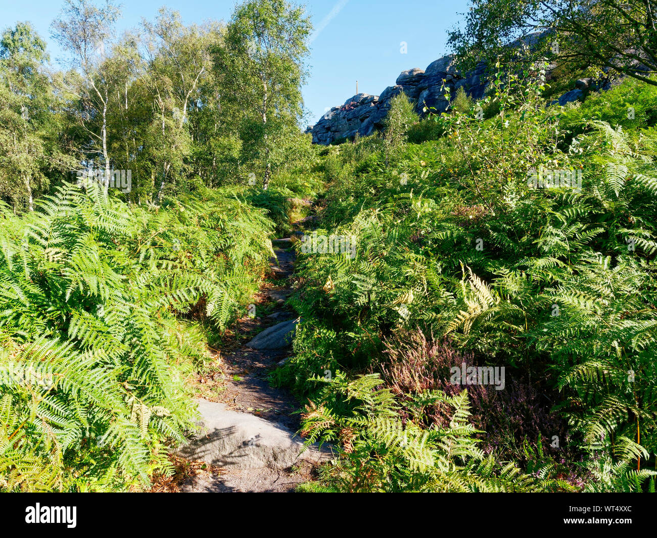 Up an almost invisible path through dense bracken to the cliff face of ...