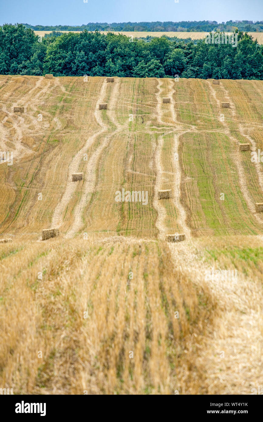 Rectangular straw briquettes after harvesting wheat on the field. Lines ...