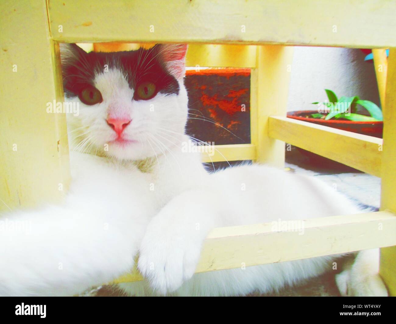 Cat Under The Table High Resolution Stock Photography and Images - Alamy