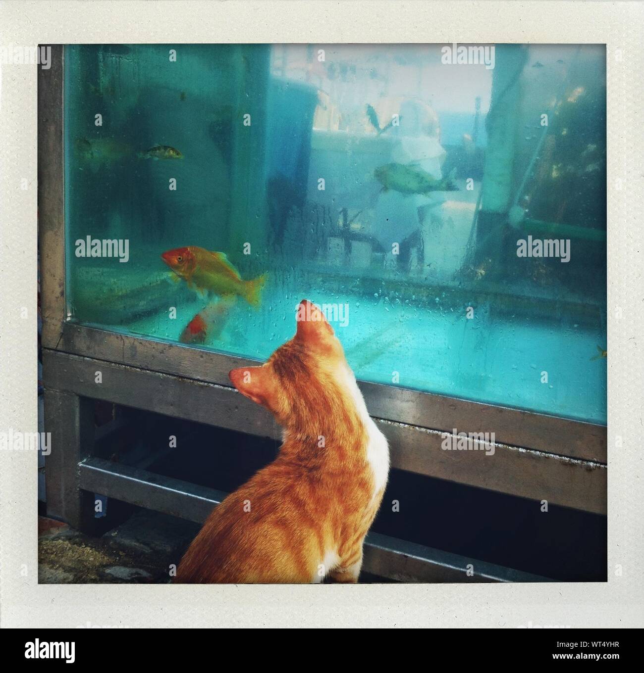 Blue cat fish hi-res stock photography and images - Alamy