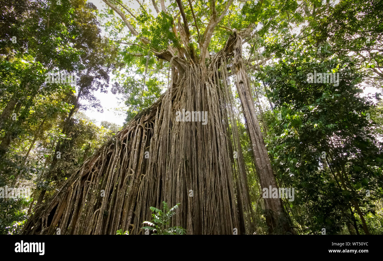 Majestic Curtain fig tree in the rainforest, Yungaburra, Atherton ...