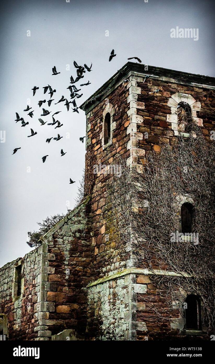 Brick built animals hi-res stock photography and images - Alamy