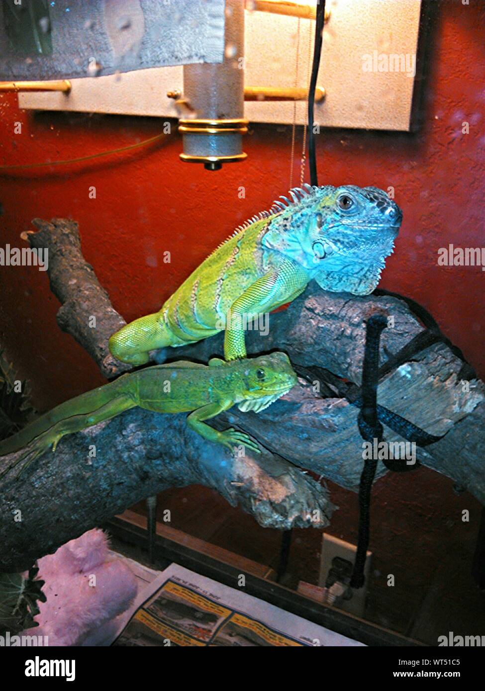 Lizard cage hi-res stock photography and images - Alamy