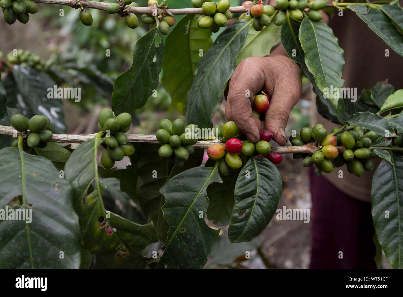 Coffee Cherries High Resolution Stock Photography and Images - Alamy