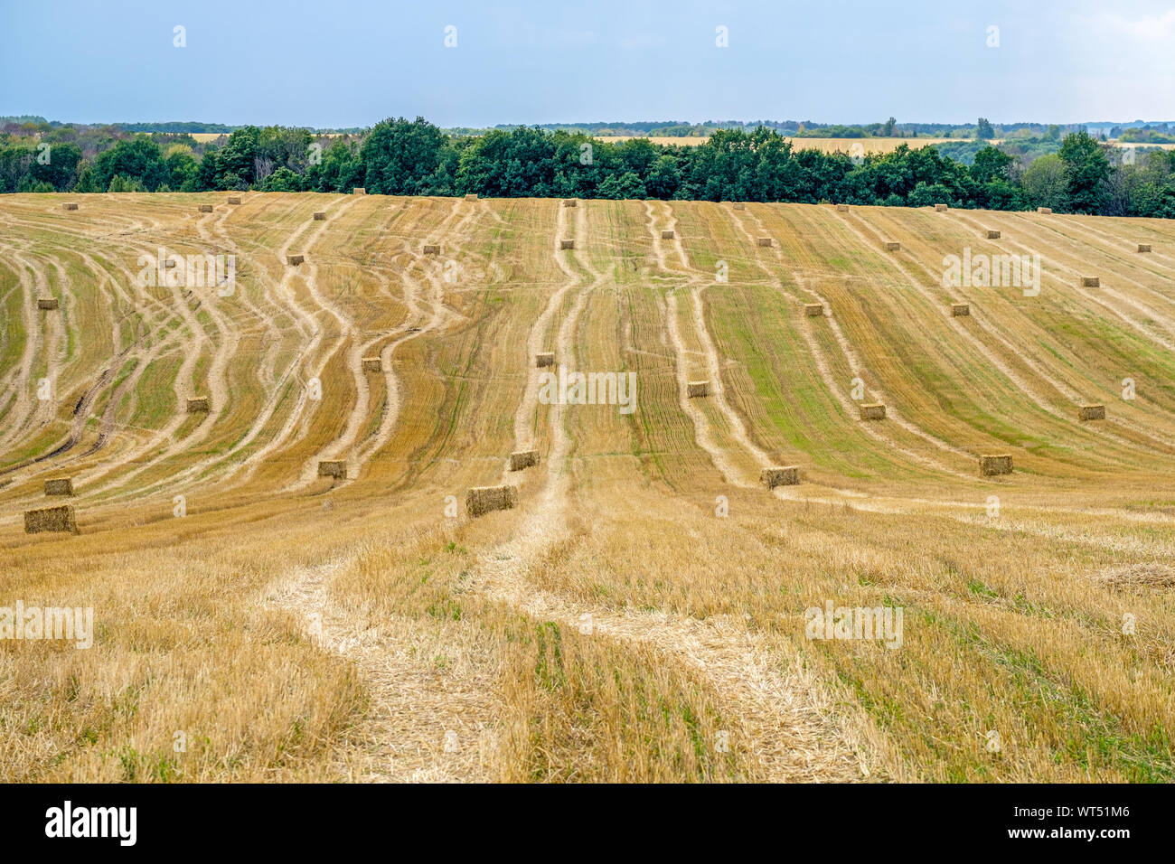 Rectangular straw briquettes after harvesting wheat on the field. Lines ...