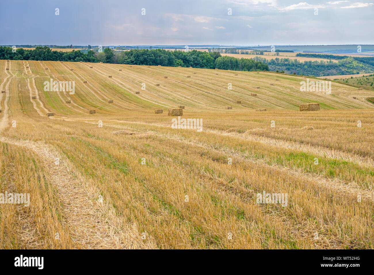 Rectangular straw briquettes after harvesting wheat on the field. Lines ...