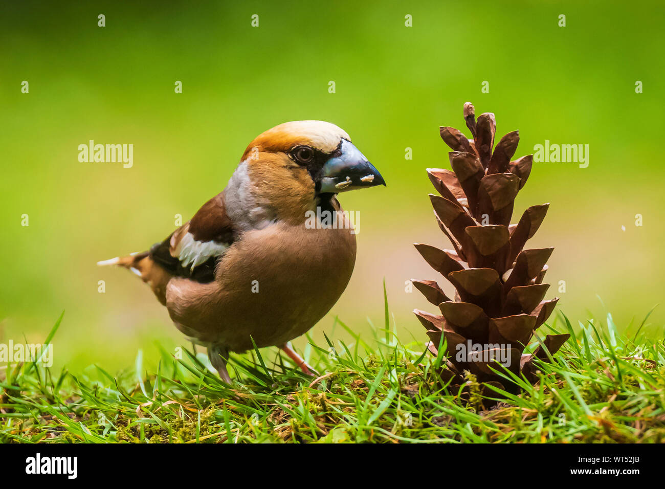 Closeup of a hawfinch male Coccothraustes coccothraustes bird feeding ...