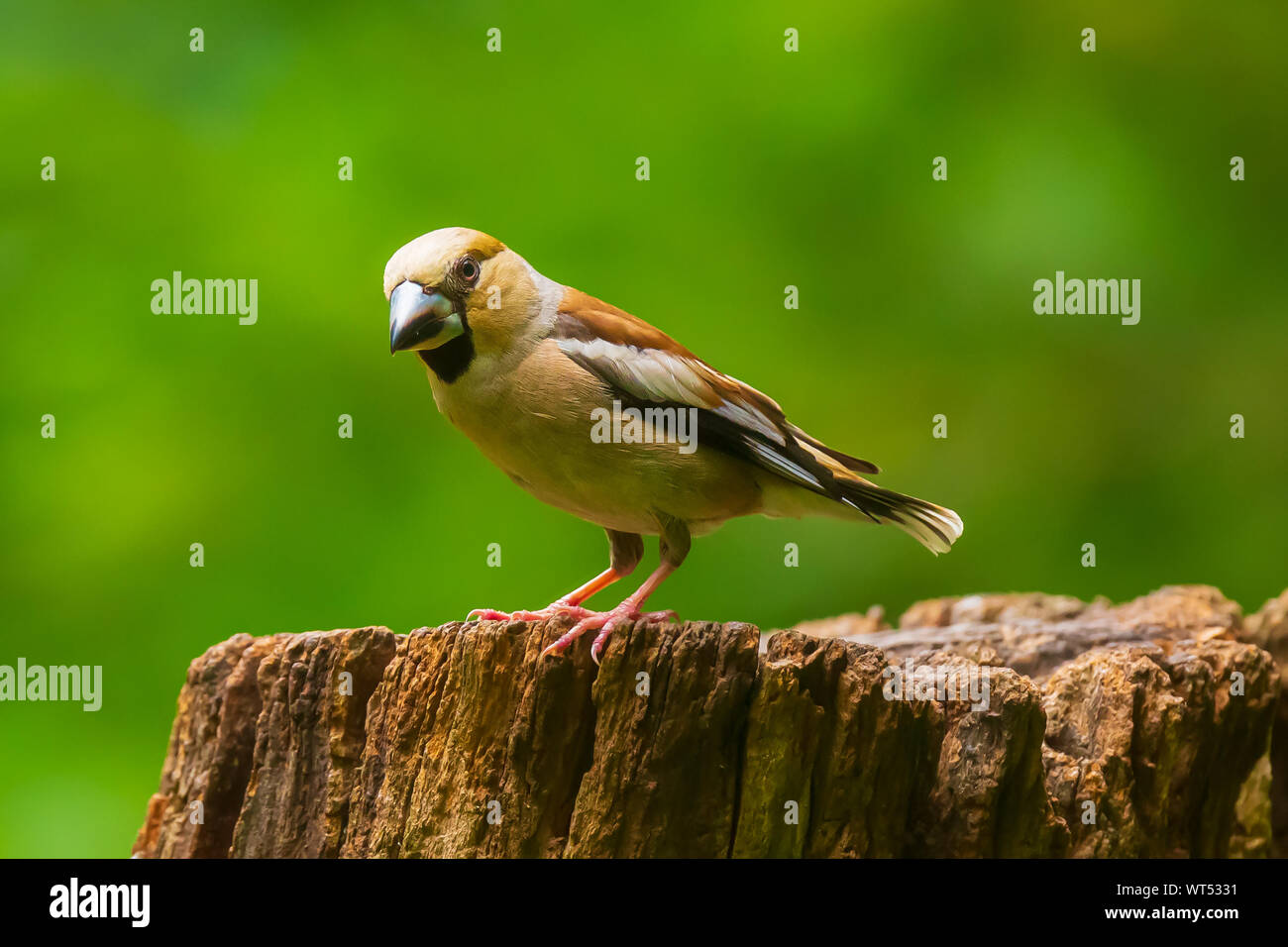Hawfinch female hi-res stock photography and images - Alamy