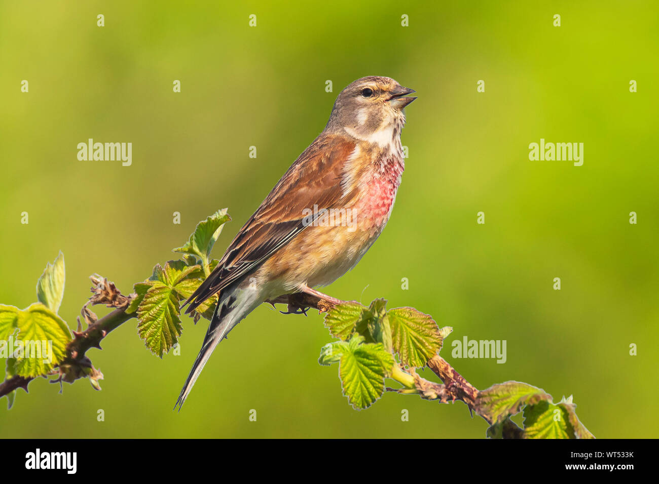 Linnet bird hi-res stock photography and images - Alamy