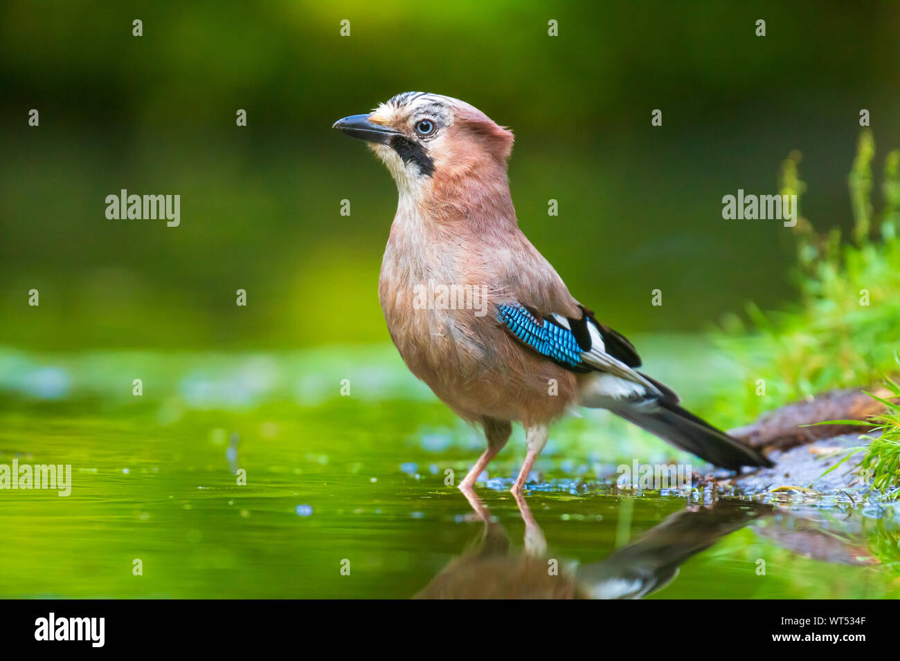 Closeup of a Eurasian jay Garrulus glandarius bird drinking, washing ...