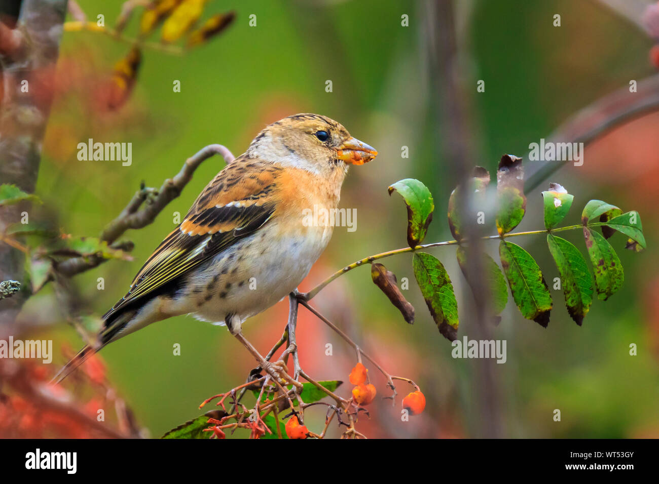 Closeup of a male brambling bird, Fringilla montifringilla, in winter ...