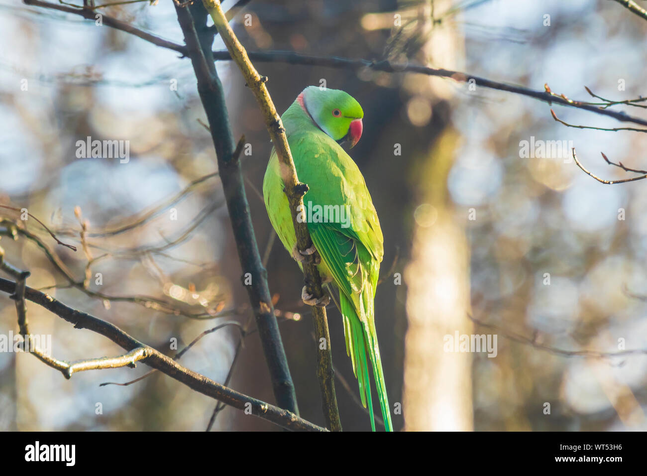 Invasive bird hi-res stock photography and images - Alamy
