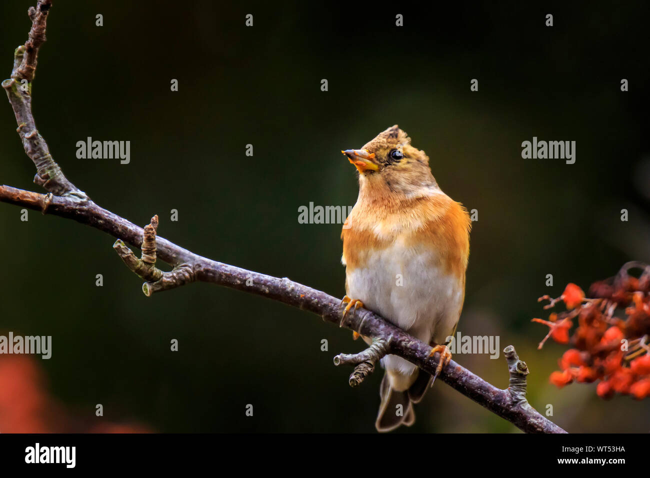 Closeup of a brambling bird, Fringilla montifringilla, in winter ...