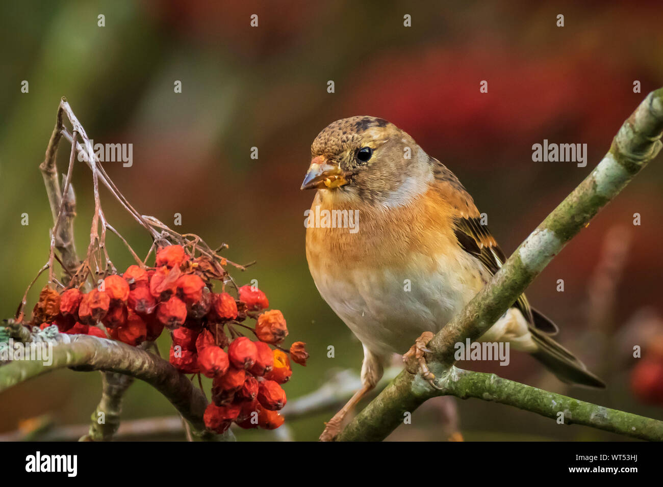 Closeup of a brambling bird, Fringilla montifringilla, in winter ...