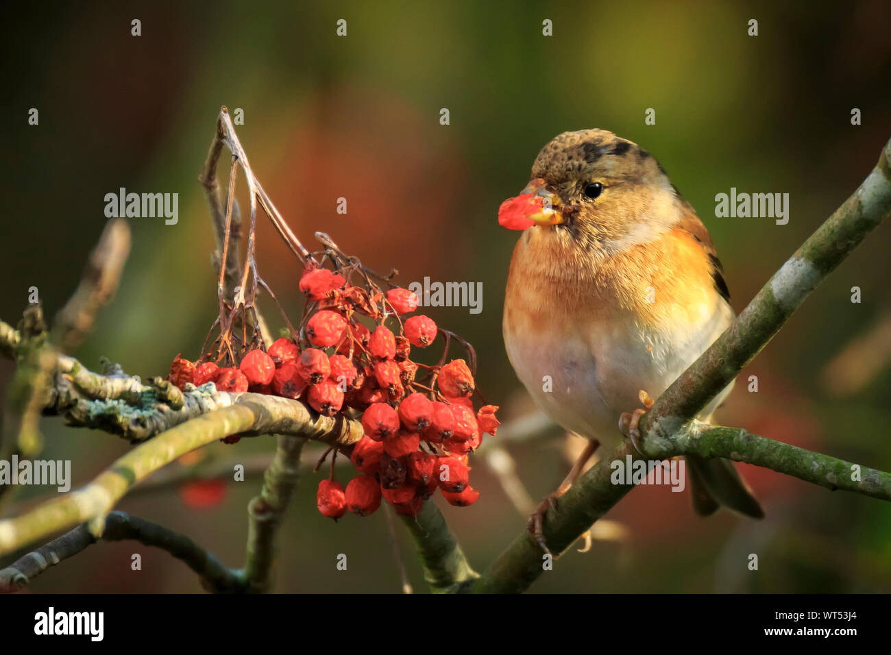 Closeup of a brambling bird, Fringilla montifringilla, in winter ...