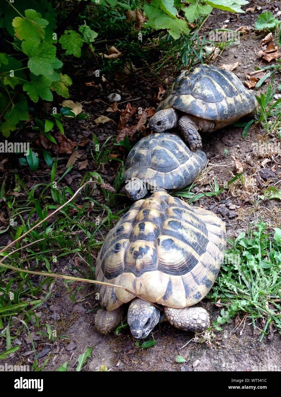 Three tortoises hi-res stock photography and images - Alamy