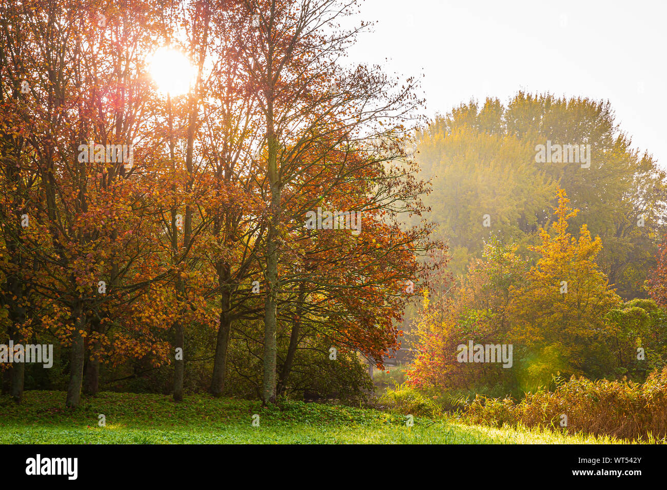 Autumn landscape on a foggy morning with sun rays through trees in ...