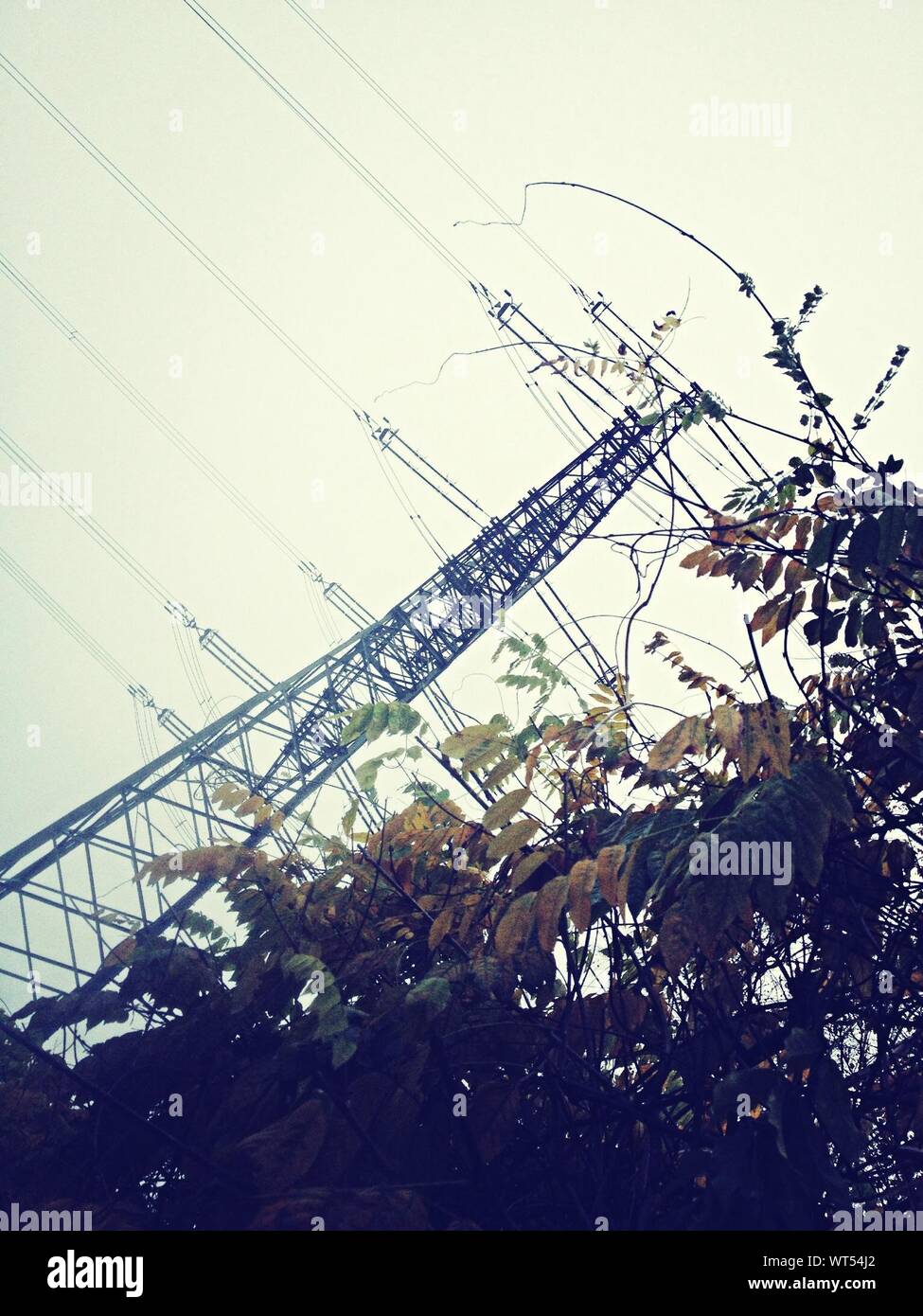 Pylon tree hi-res stock photography and images - Alamy