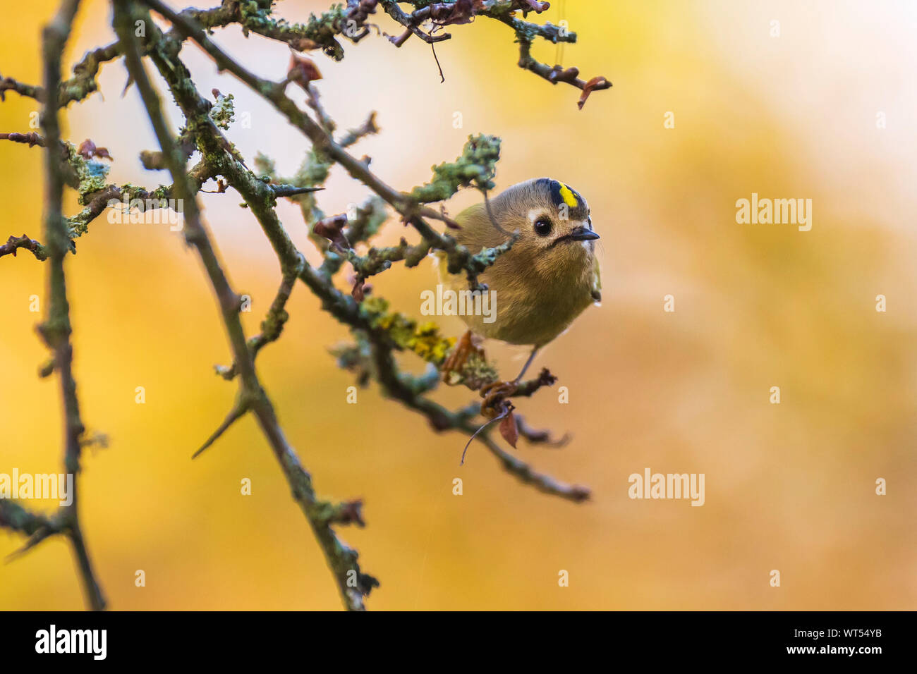 Goldcrest bird (Regulus regulus) foraging through branches of trees and ...