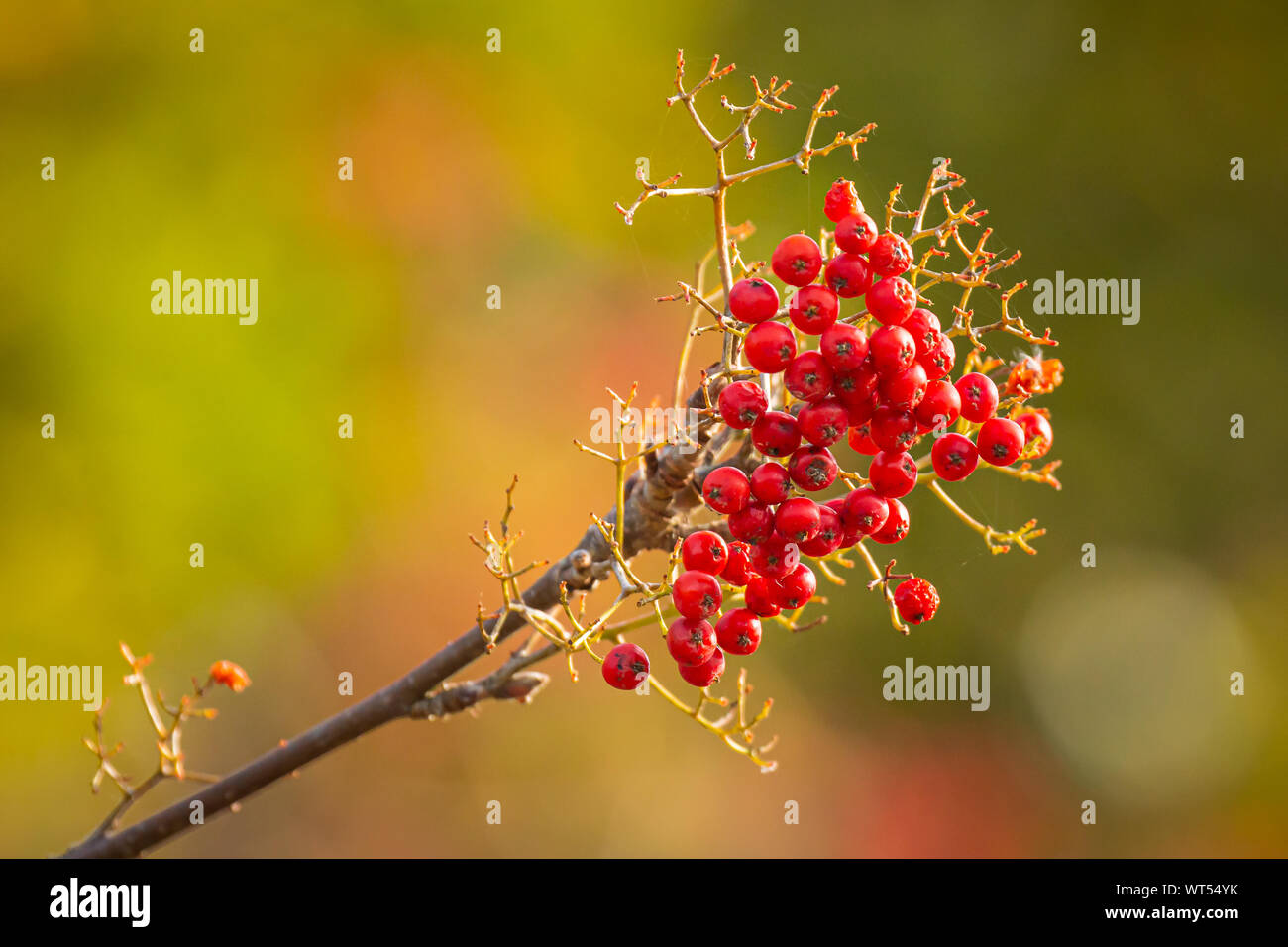 Sorbus aucuparia tree hi-res stock photography and images - Alamy