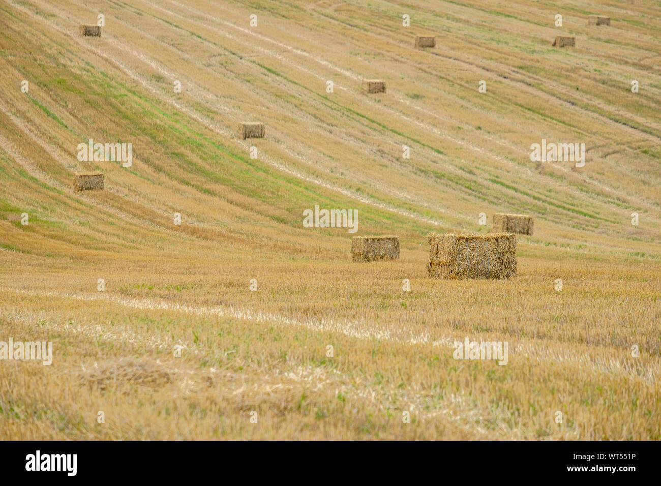 Rectangular straw briquettes after harvesting wheat on the field. Lines ...