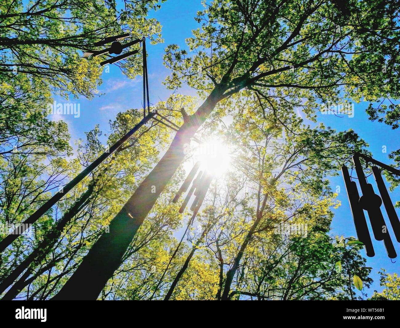 Sun Shining Through Trees Stock Photo - Alamy