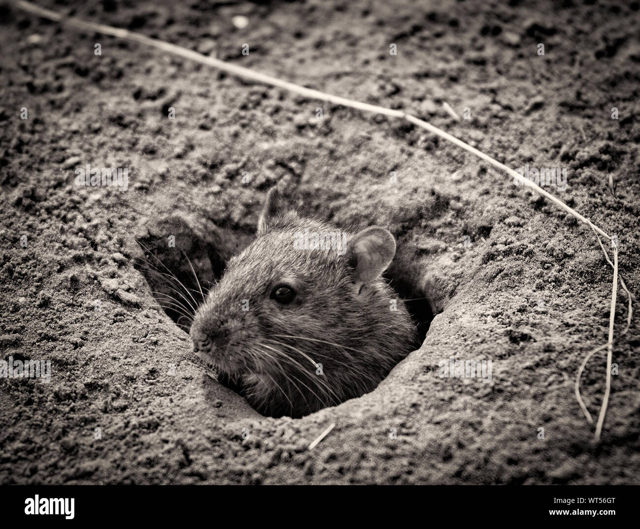The rat hole hi-res stock photography and images - Alamy