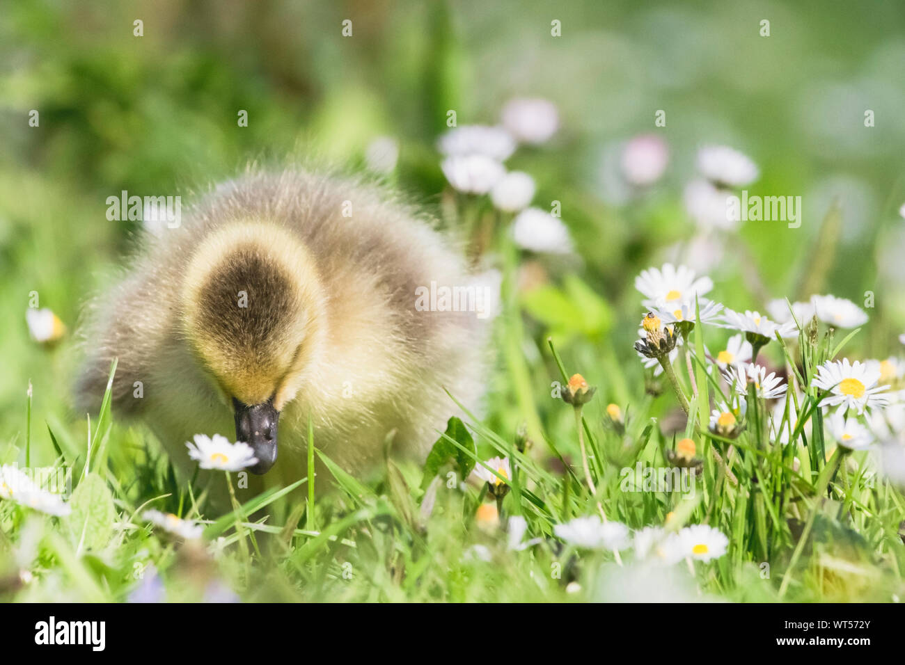 Close up of swan baby on the grass at pound Stock Photo - Alamy
