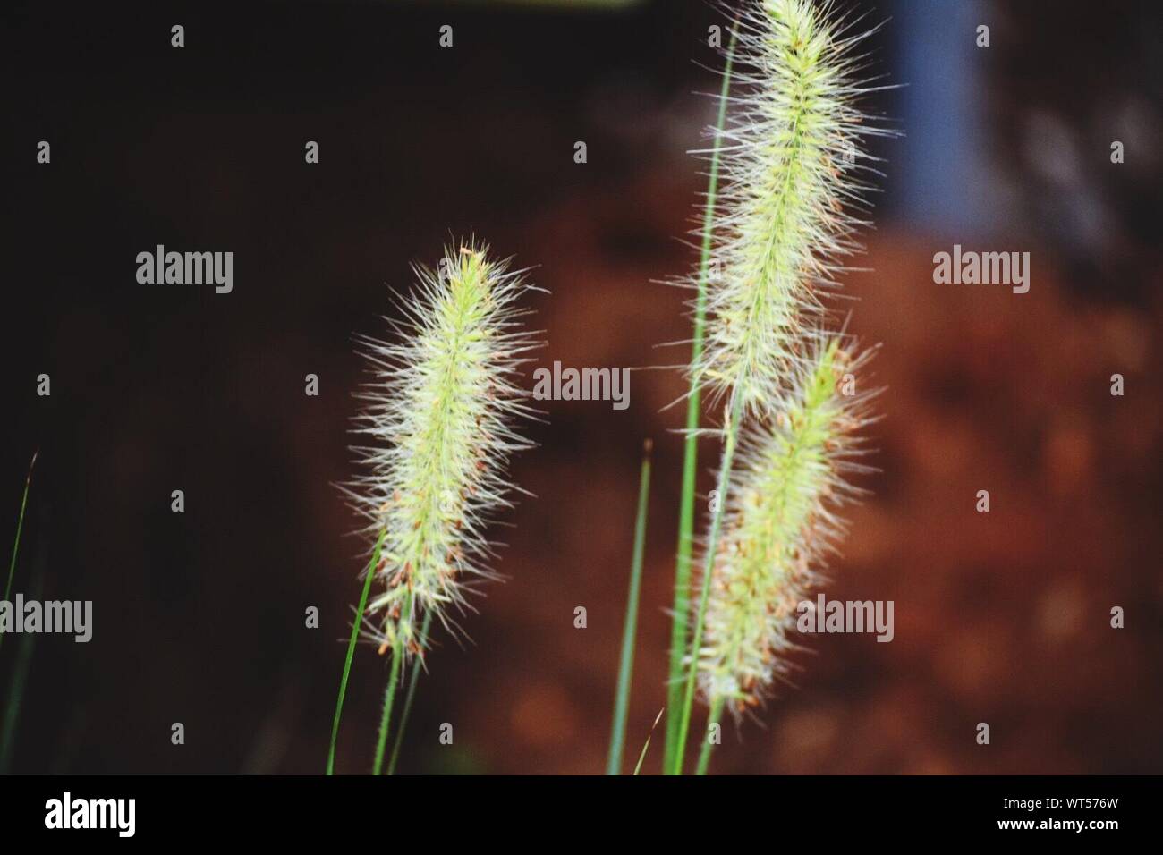 Foxtail plant hi-res stock photography and images - Alamy