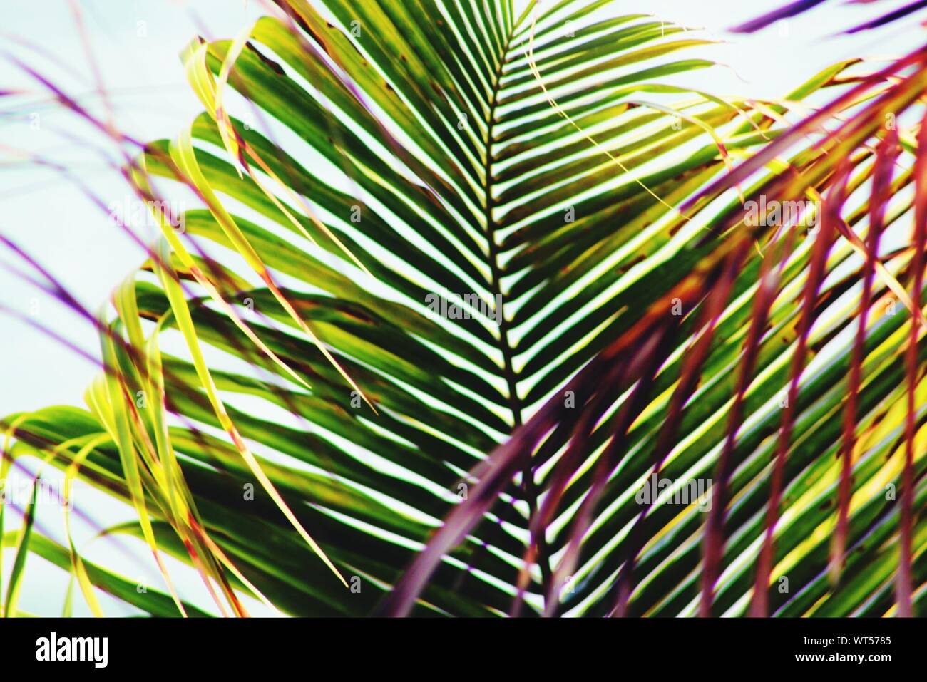 Palm tree fronds growth hi-res stock photography and images - Alamy