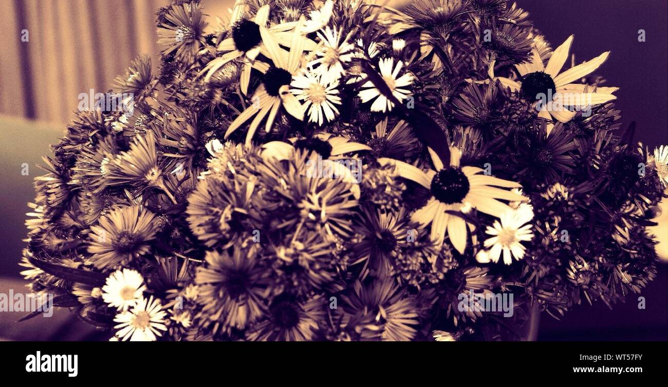 Dead Flowers Bunch High Resolution Stock Photography and Images - Alamy