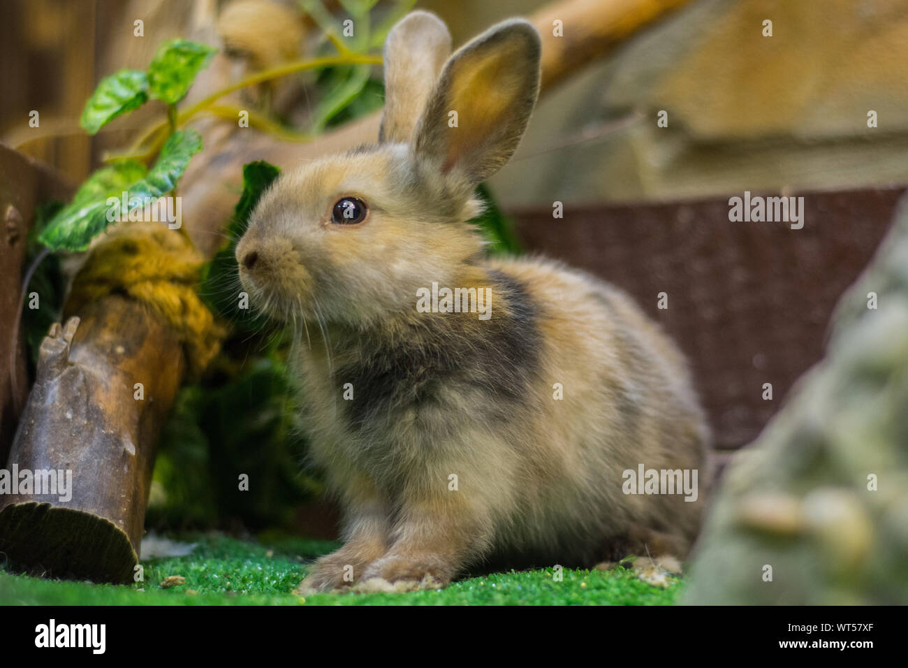 Beautiful, young, tricolor, little rabbit. Rabbits in a pen at the zoo ...