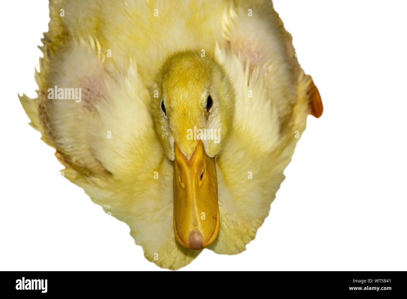 Fat duckling cut out hi-res stock photography and images - Alamy