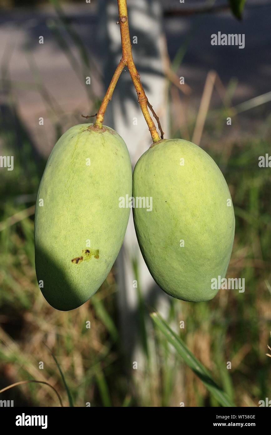 Mangoes hanging on tree hi-res stock photography and images - Alamy