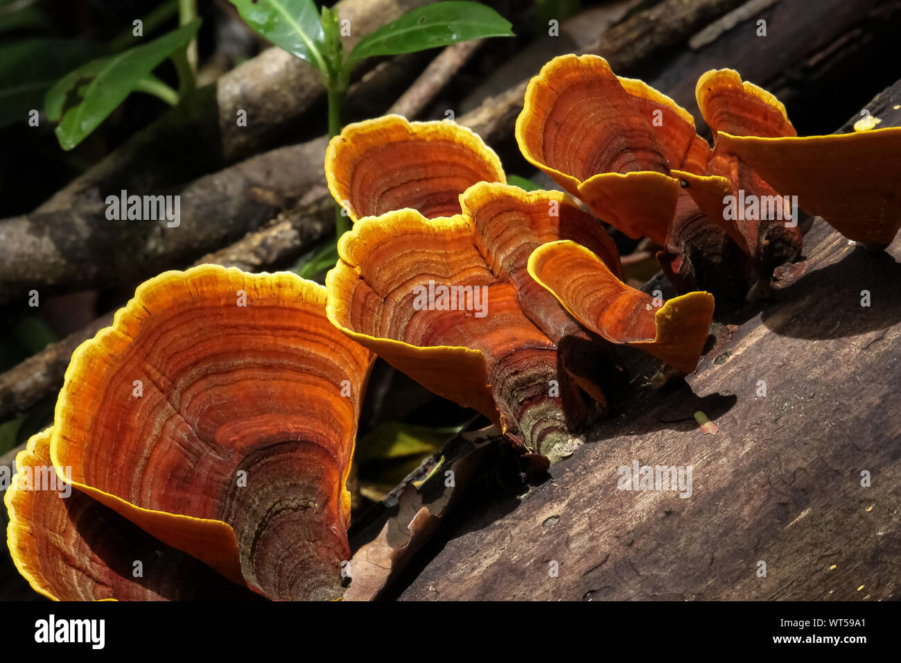 Fungi of the australian rainforest hi-res stock photography and images ...