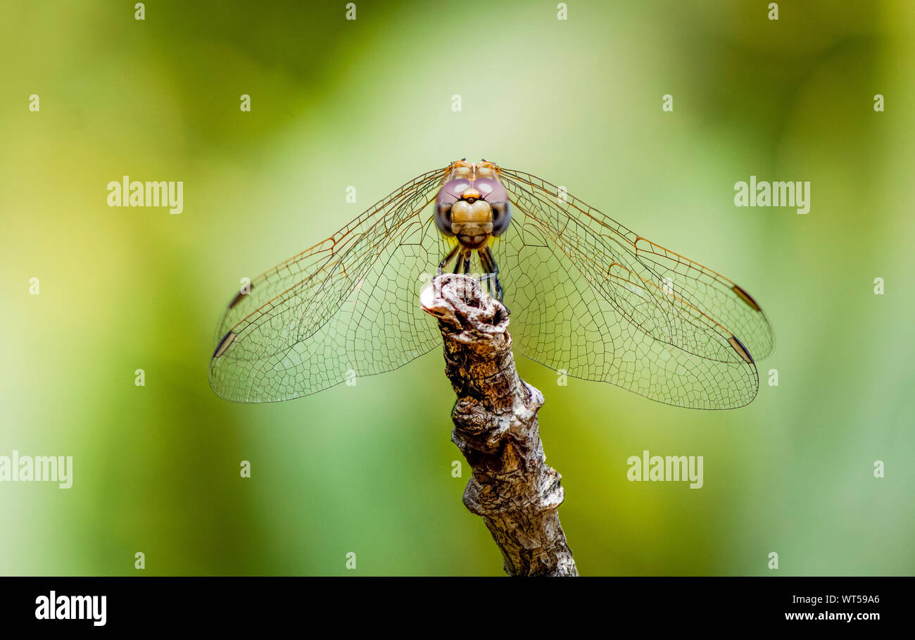 A violet dropwing, dragonfly, female (Trithemis annulata) female ...