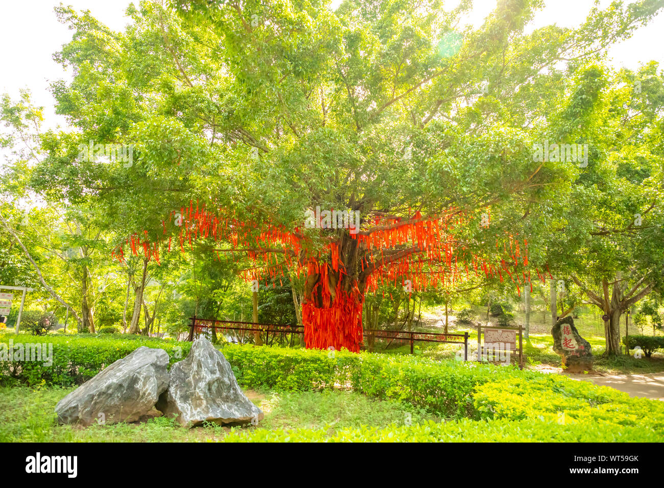 Tree with a lot of small red inscribed wish tapes next to chinese ...